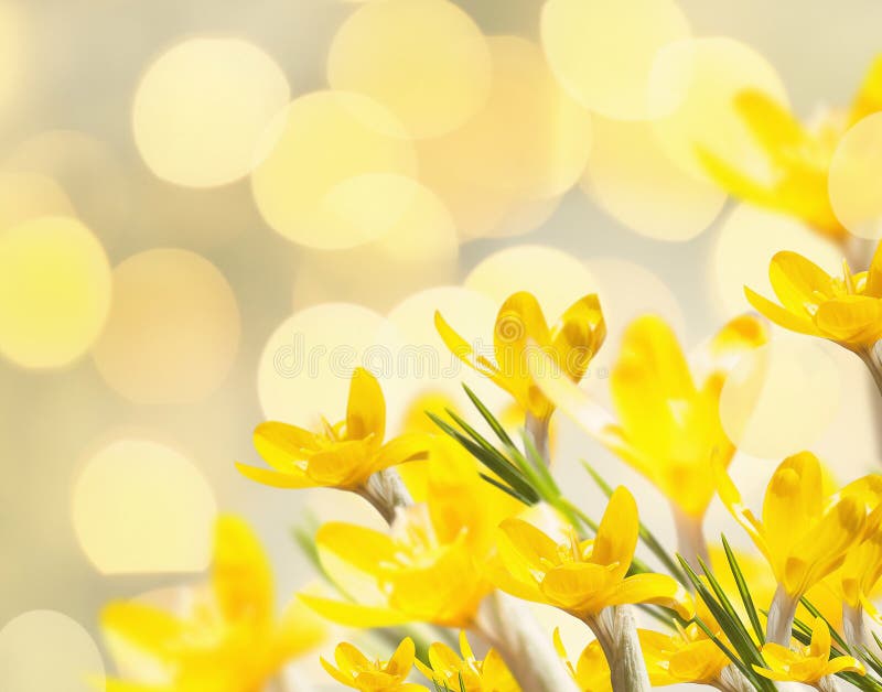 Yellow spring flowers stock image. Image of border, growing - 38571693