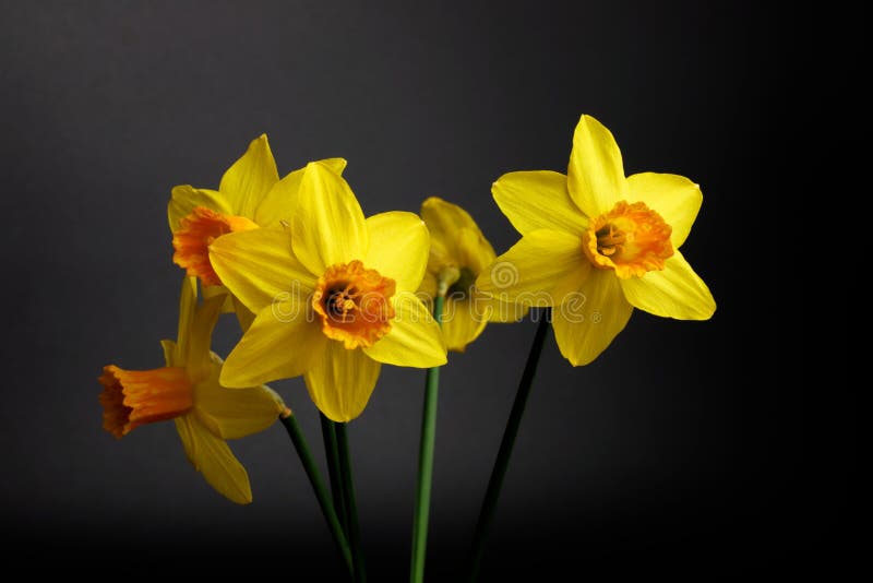 Yellow spring flowers stock image. Image of floral, spring - 89185967