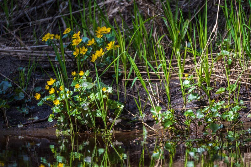 Yellow Spring Flowers Blooming on the Shore of River Stock Photo ...