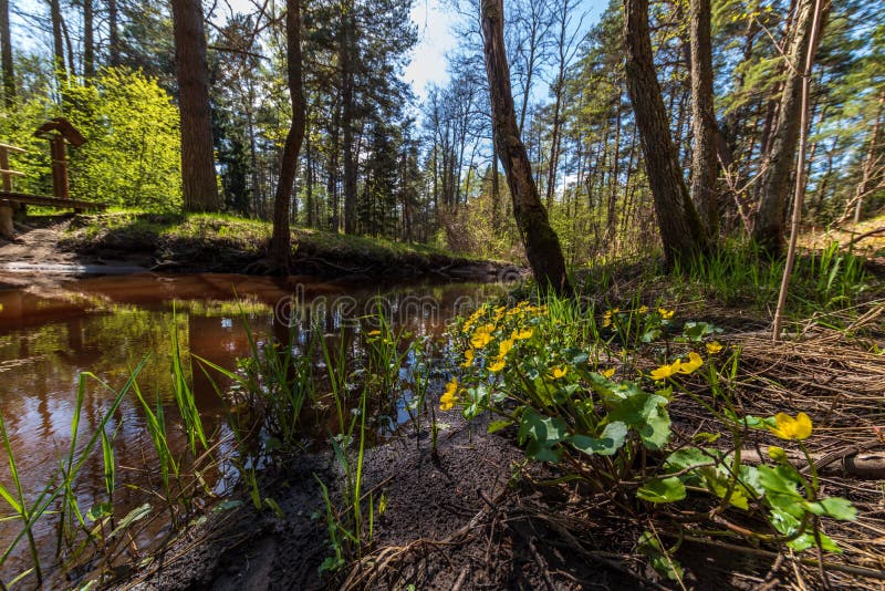 Yellow Spring Flowers Blooming on the Shore of River Stock Photo ...