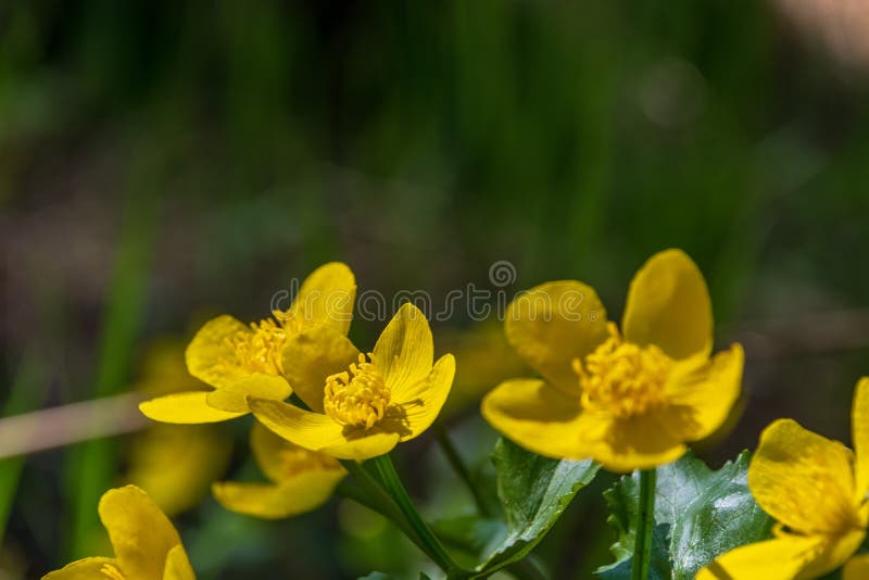 Yellow Spring Flowers Blooming on the Shore of River Stock Image ...