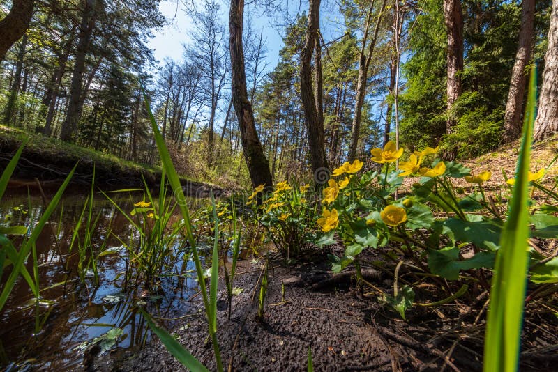 Yellow Spring Flowers Blooming on the Shore of River Stock Image ...