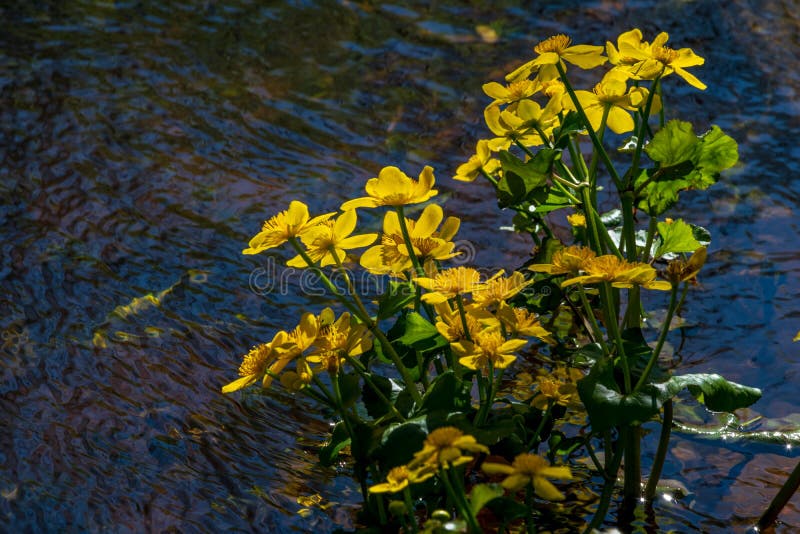Yellow Spring Flowers Blooming on the Shore of River Stock Photo ...