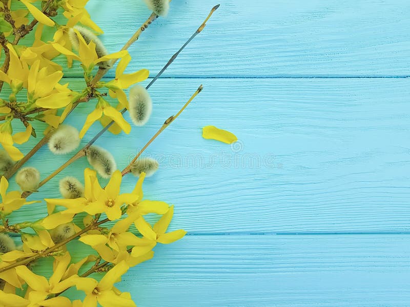 Yellow Spring Flowers Border Seasonal on Blue Wooden Background Stock ...