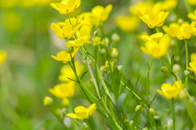 Yellow Spring Flowers Buttercup Background Stock Image - Image of ...