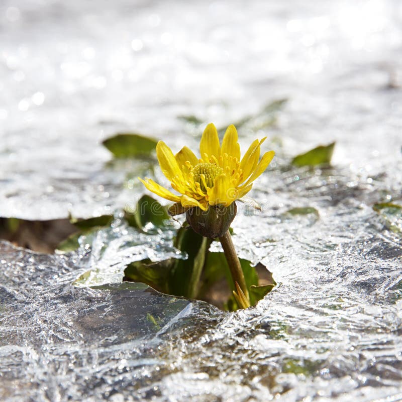 Yellow spring flowers stock image. Image of macro, leaf - 36753209