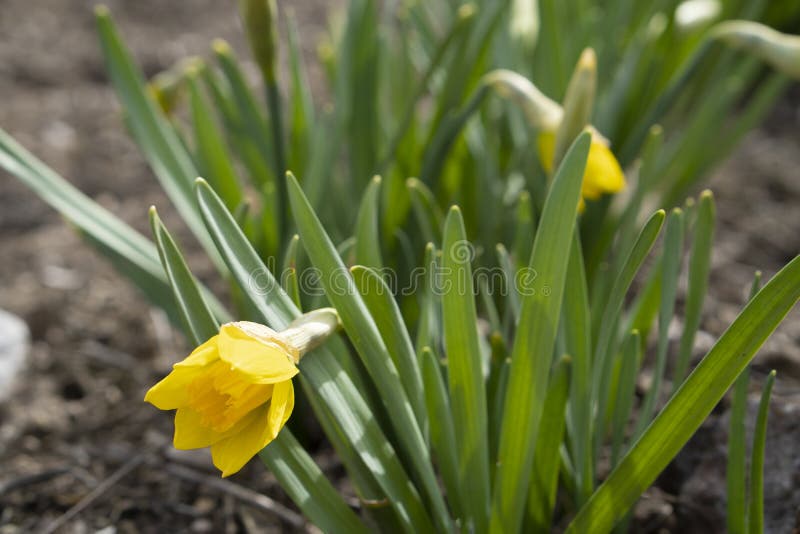 Yellow Spring Flowers. Spring Yellow Daffodils Stock Image - Image of ...