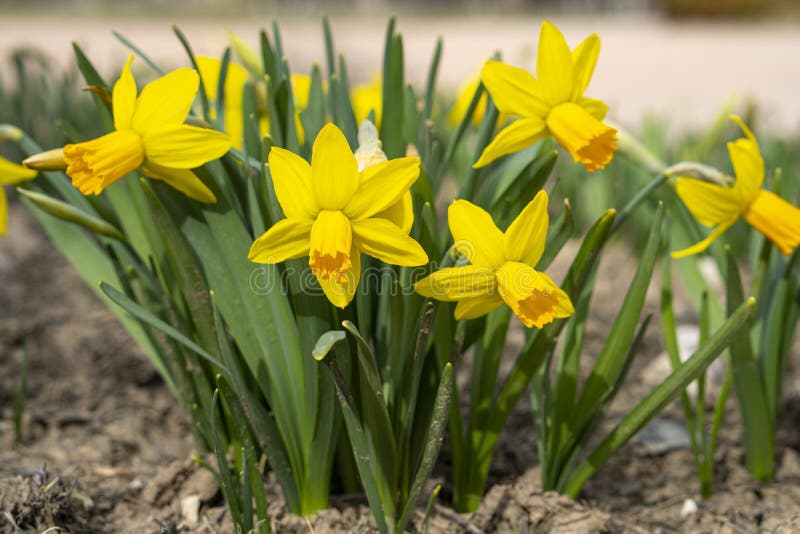 Yellow Spring Flowers. Spring Yellow Daffodils Stock Image - Image of ...