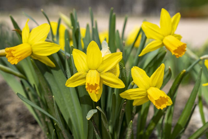 Yellow Spring Flowers. Spring Yellow Daffodils Stock Image - Image of ...