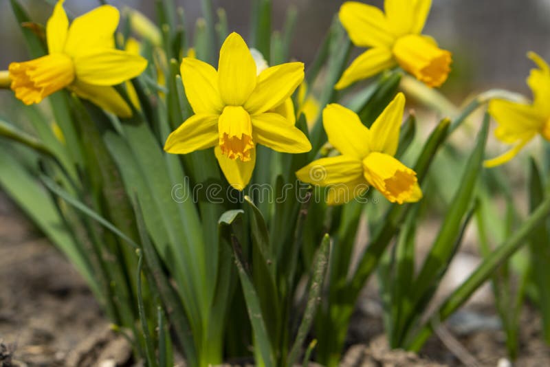 Yellow Spring Flowers. Spring Yellow Daffodils Stock Image - Image of ...