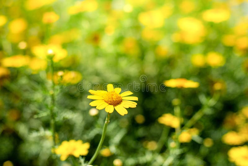 Yellow spring flowers stock photo. Image of growth, leaf - 182731228