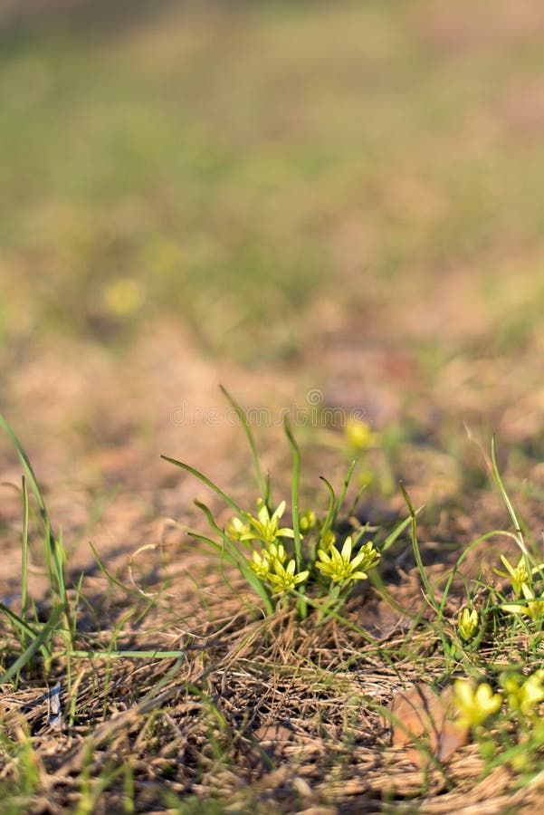 Yellow Spring Flowers. the First Flowers among Green Grass Stock Photo ...