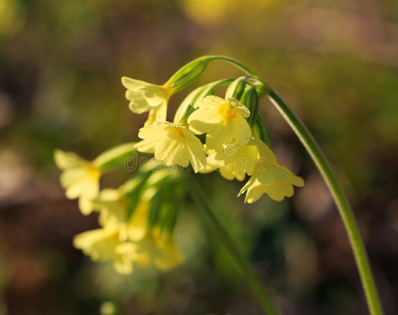 Yellow spring flowers stock image. Image of design, freshness - 40342929