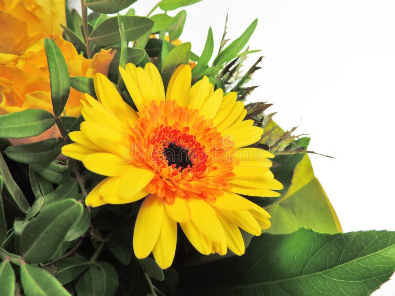 Yellow spring flowers stock photo. Image of green, vibrant - 72825296