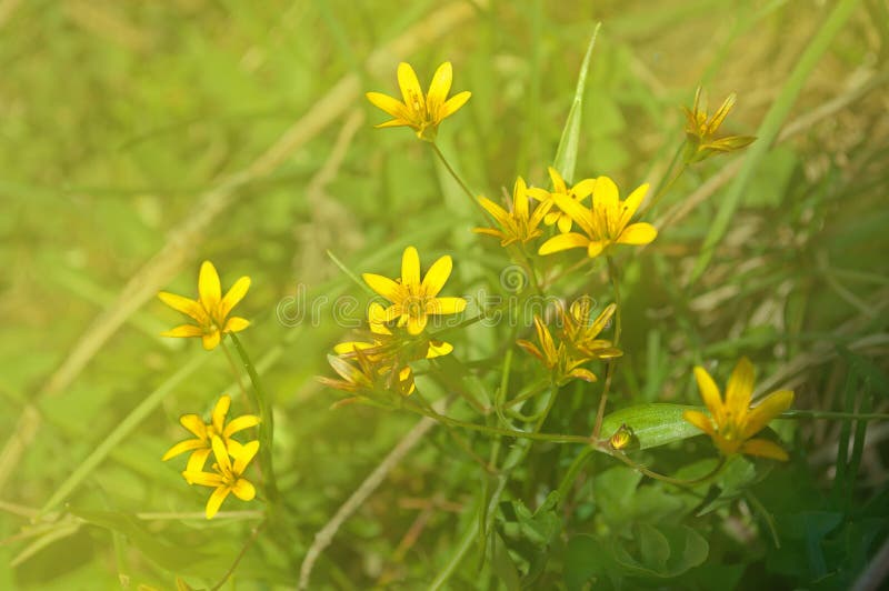 Yellow spring flowers stock photo. Image of flowers, green - 43816996