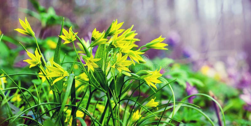 Yellow Spring Flowers in Forest on Blurred Background_ Stock Image ...