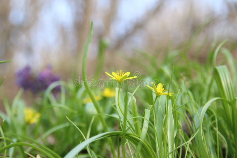 Yellow spring flowers stock image. Image of beauty, landscape - 94119627