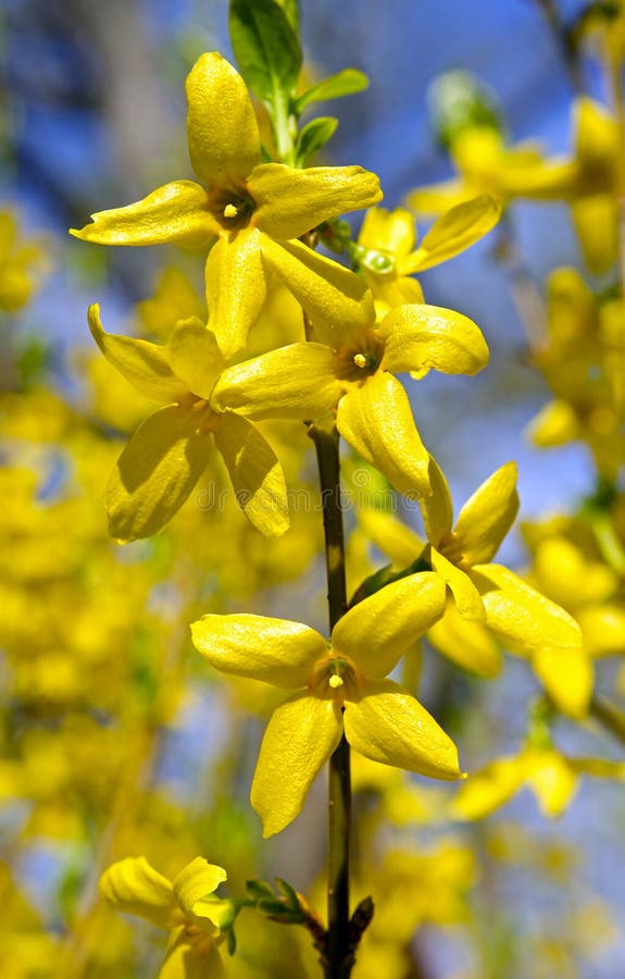 Yellow Spring Flowers Forsythia Stock Image - Image of petal, forsythia ...