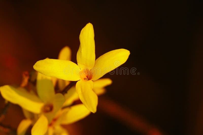 Yellow Spring Flowers stock image. Image of background - 71196183