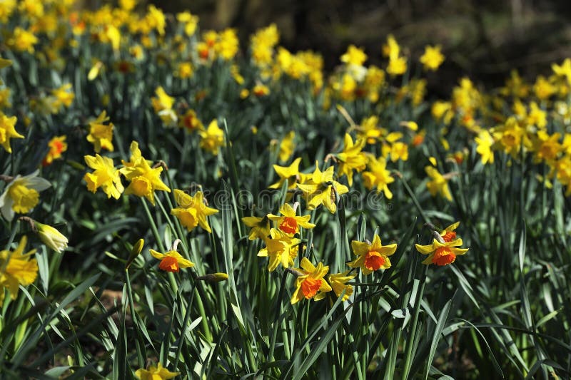 Yellow Spring Flowers stock photo. Image of narcissus - 52344834