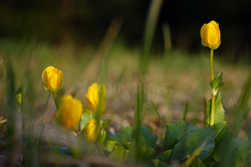 Yellow spring flowers stock image. Image of flower, farmland - 120759889