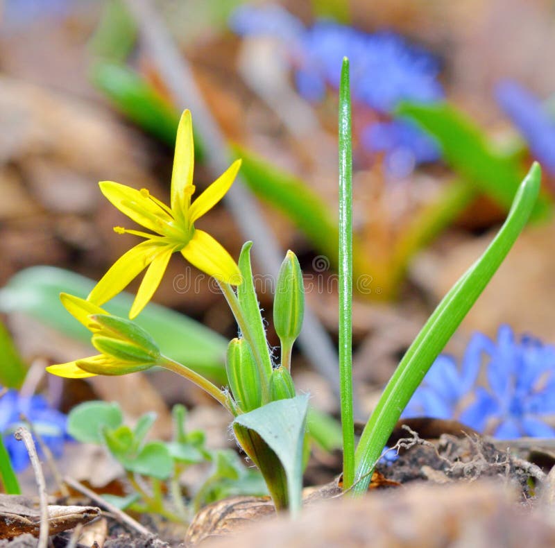 Yellow spring flowers stock image. Image of close, field - 29995275