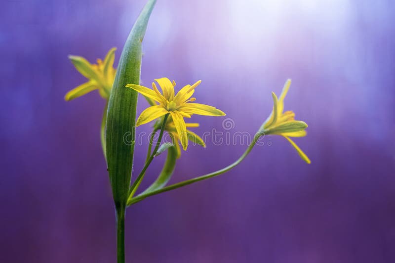 Yellow Spring Flowers on a Purple Background Stock Photo - Image of ...