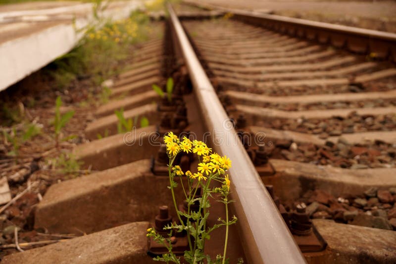 Yellow Spring Flowers on the Railroad Stock Image - Image of primrose ...