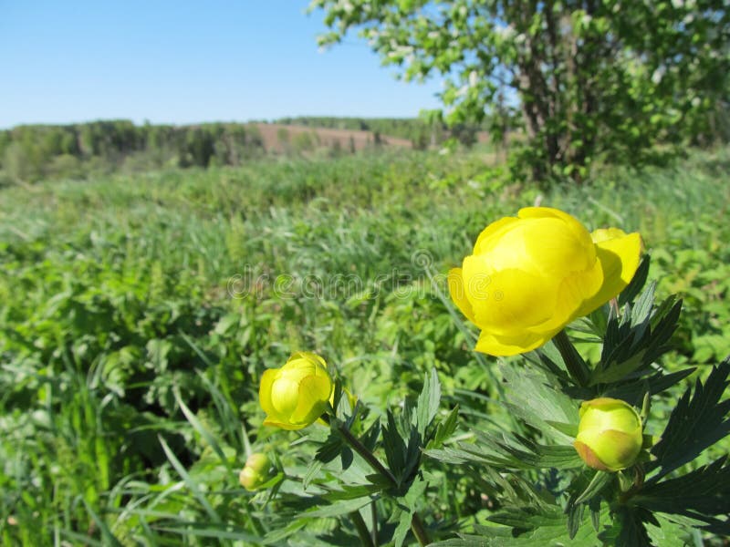 Yellow Spring Flowers in the Russian Forest Stock Image - Image of ...