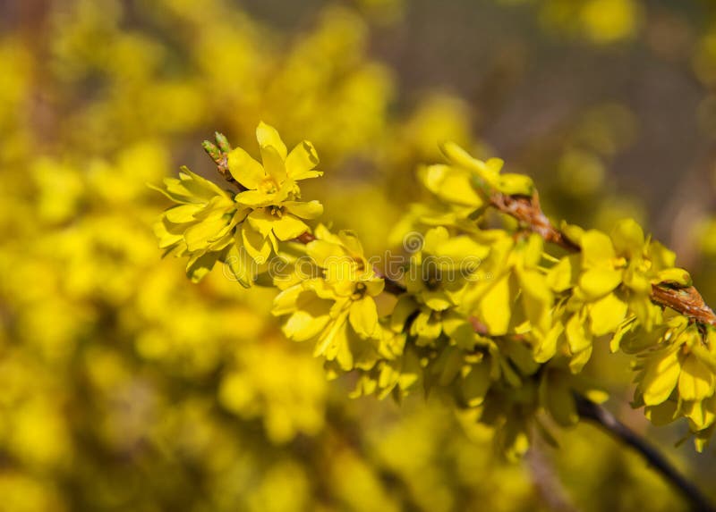 Yellow Spring Flowers, Shrub Stock Image - Image of background, smell ...