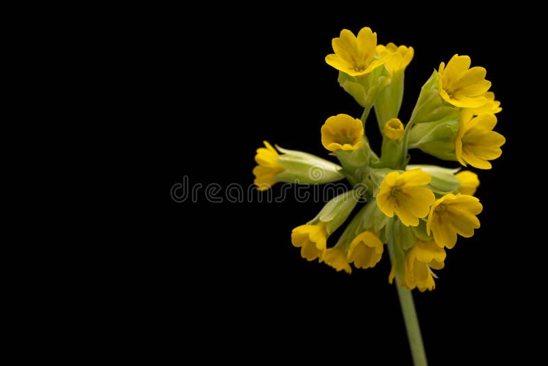 Yellow Spring Flowers stock photo. Image of background - 176025284