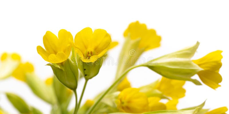 Yellow Spring Flowers stock photo. Image of yellow, nature - 176025328