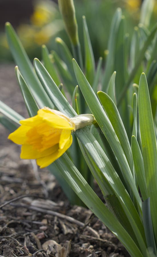 Yellow Spring Flowers. Spring Yellow Daffodils Stock Image - Image of ...