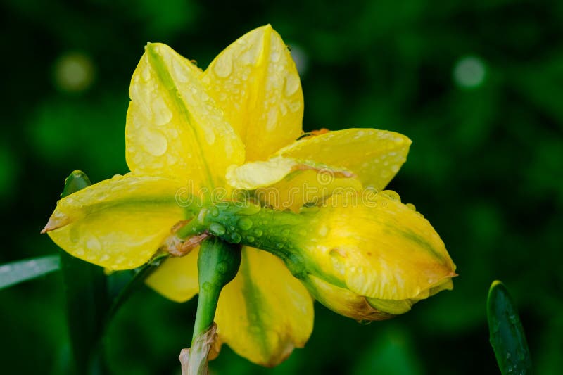 Yellow Spring Flowers in Springtime Covered with Rain Drops Stock Photo ...