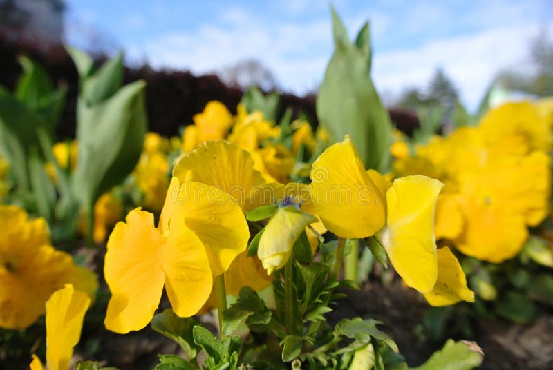 Yellow spring flowers stock image. Image of nature, colorful - 52388251