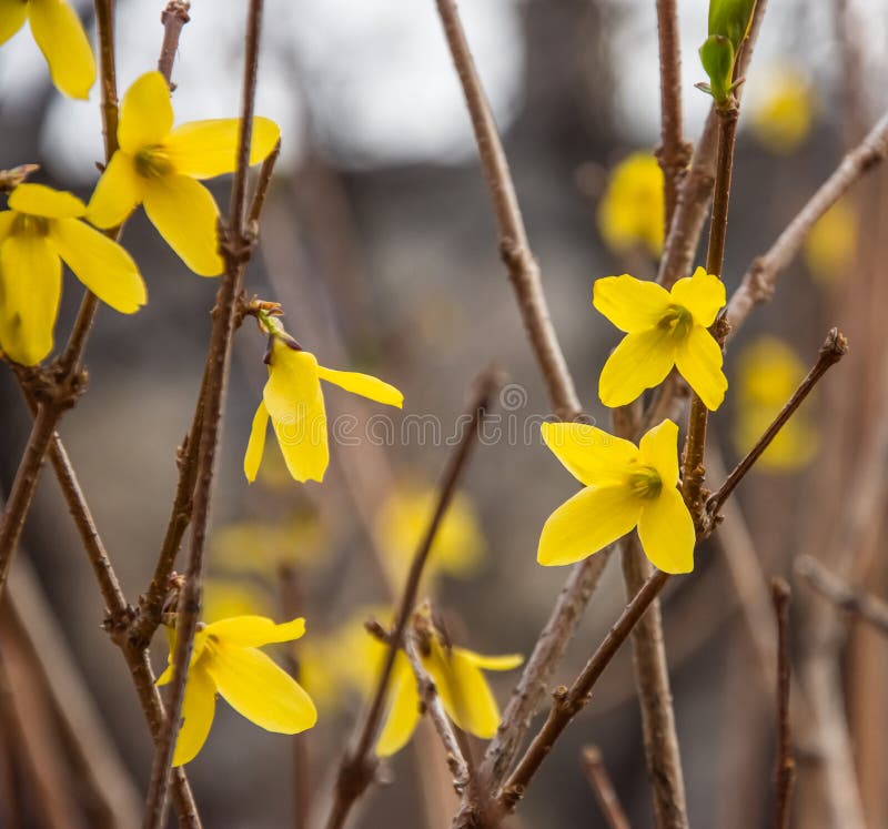 Yellow Spring Flowers on Thin Branches Stock Photo - Image of blossom ...