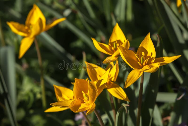 Yellow Spring Flowers, Tulips Background Stock Photo - Image of tulip ...