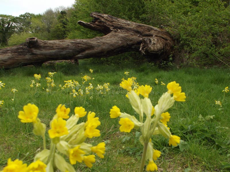 Yellow Spring Flowers in a Woodland Stock Photo - Image of woodland ...