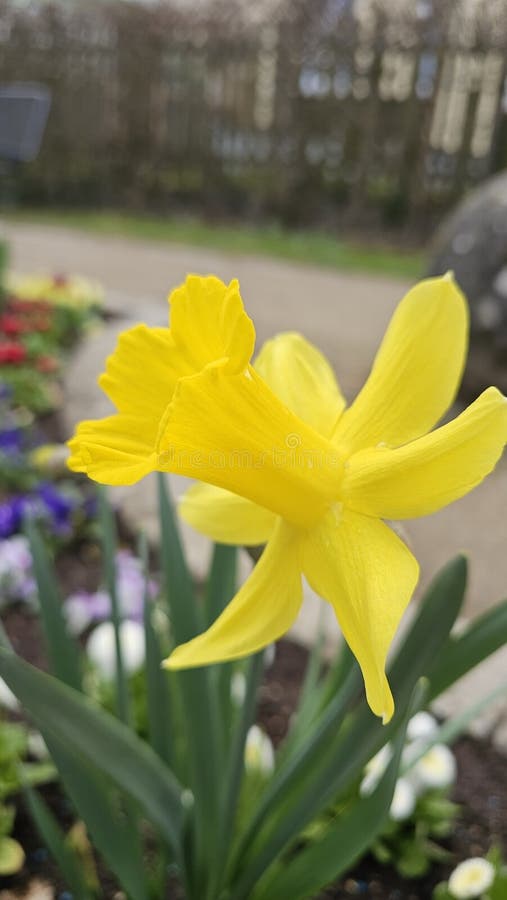 Yellow spring flowers stock photo. Image of detail, yellow - 312025104
