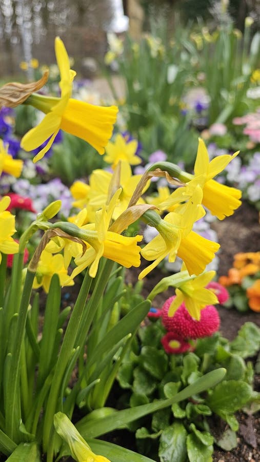 Yellow spring flowers stock image. Image of yellow, detail - 312025129