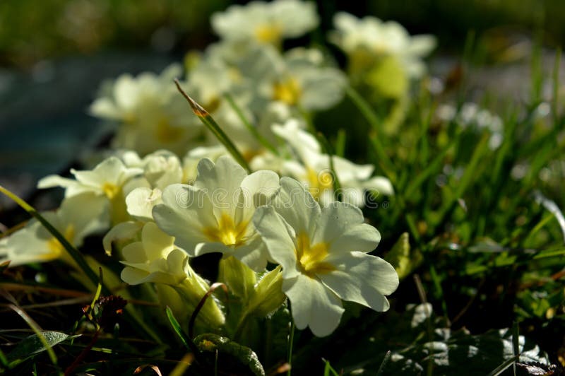 Yellow spring flowers stock photo. Image of nature, spring - 112391402