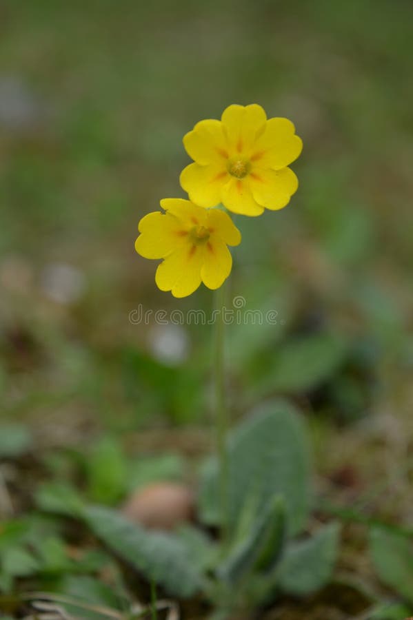 Yellow spring flowers stock image. Image of flowers - 144414259