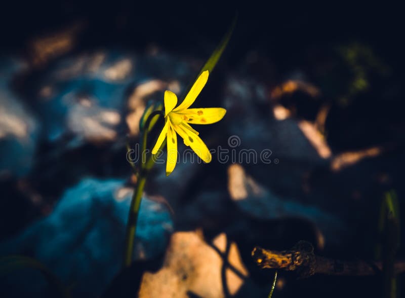 Yellow Spring Forest Flower Stock Photo - Image of plant, petal: 39182044