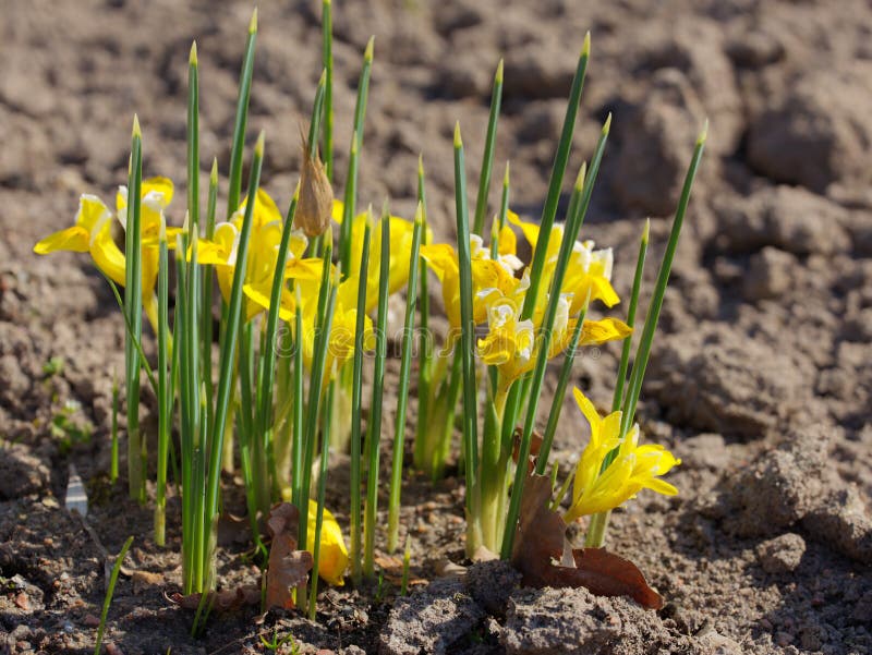 Yellow spring stock image. Image of beautiful, closeup - 51788305