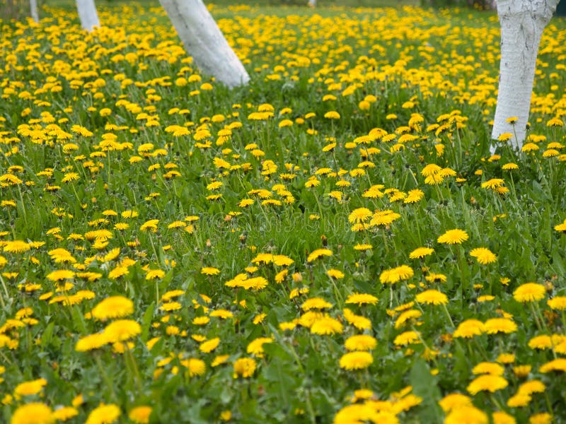 Yellow Spring May Flowers Dandelions in a Sunny Meadow Stock Photo ...