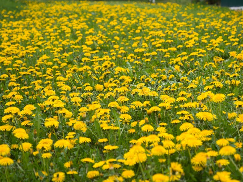 Yellow Spring May Flowers Dandelions in a Sunny Meadow Stock Image ...