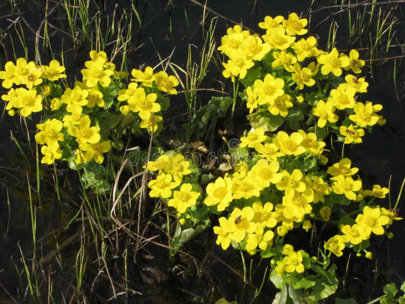 Yellow Spring Meadow Flowers Stock Photo - Image of flooded, group ...