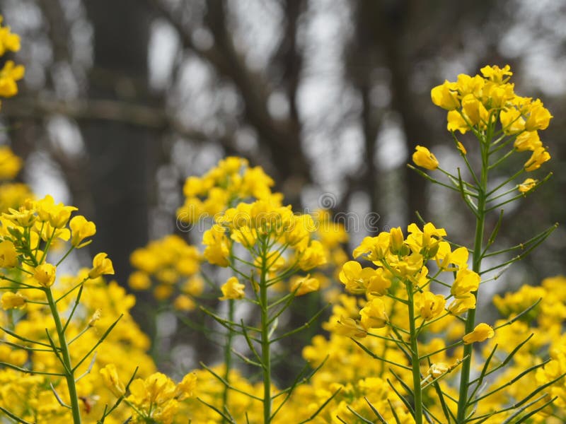 Yellow spring stock image. Image of travel, spring, yellow - 90481353