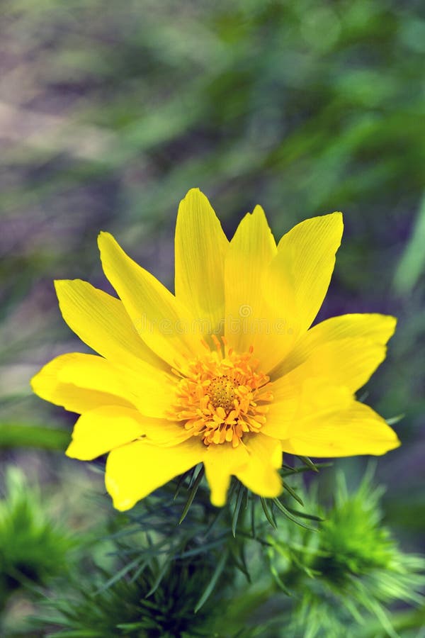 Yellow spring wild flower stock photo. Image of outdoor - 30730314