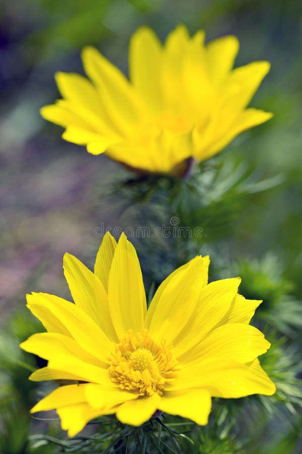 Yellow spring wild flower stock image. Image of grass - 30730323